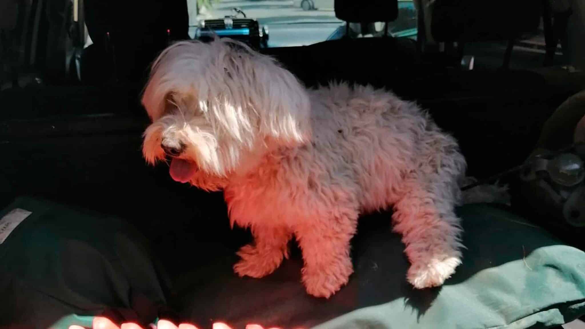 Detenido en Alcalá un hombre que iba por la A-92 andando con un perro ...