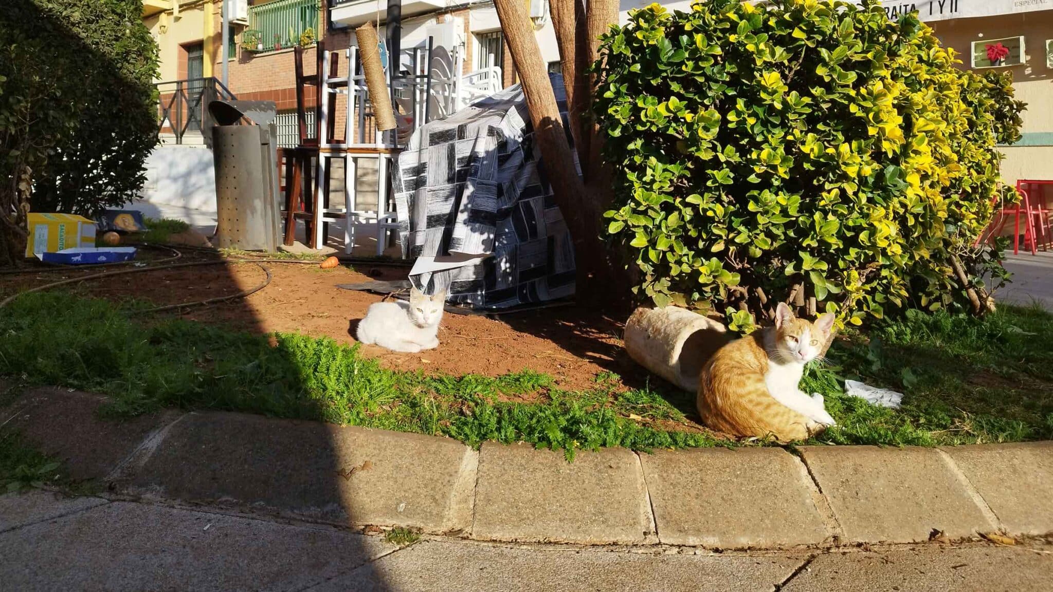 Vecinos de Los Cercadillos se rebelan contra una colonia de gatos ...